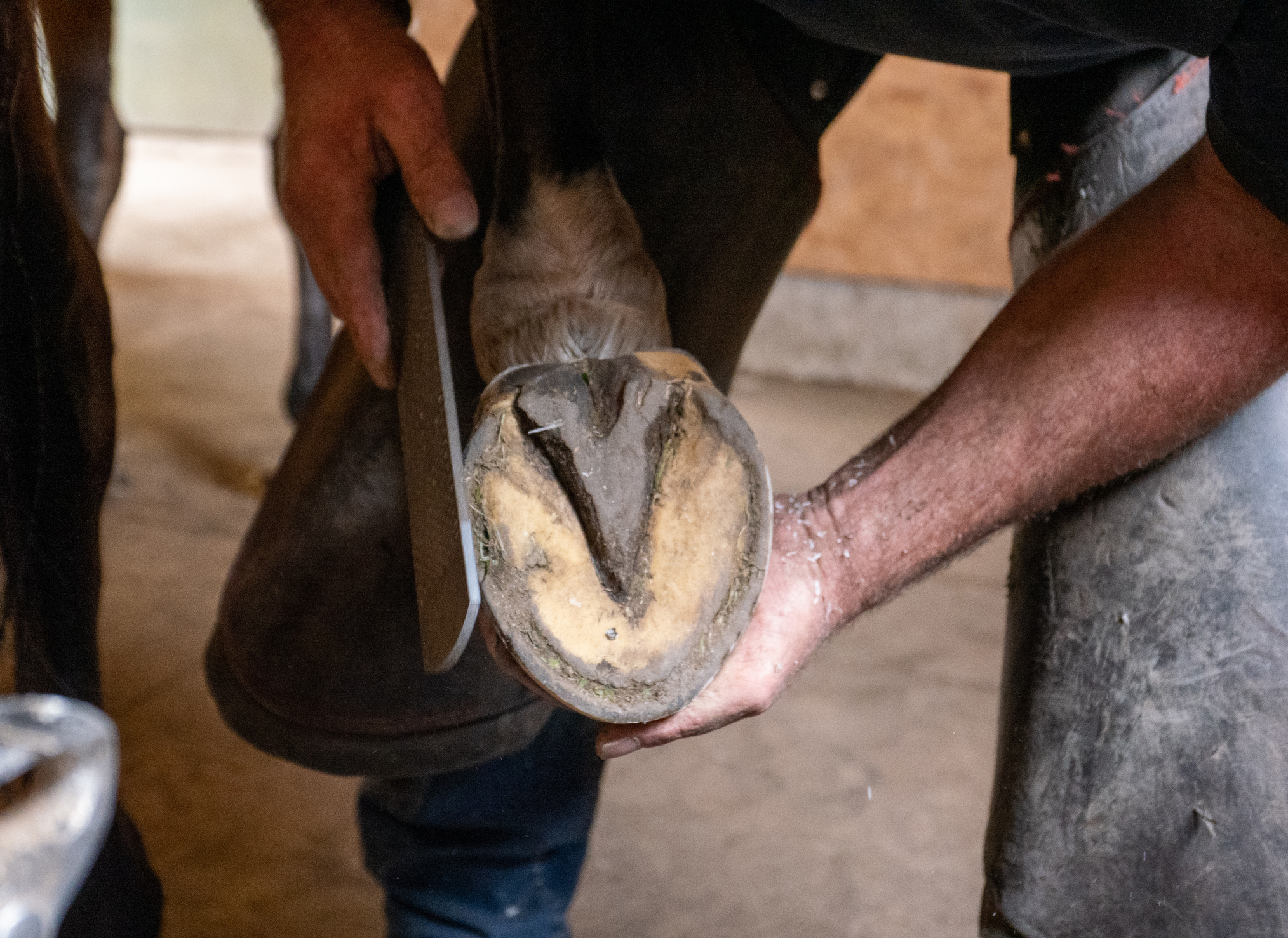 Basic Hoof Care for the Horse Owner - Countryside